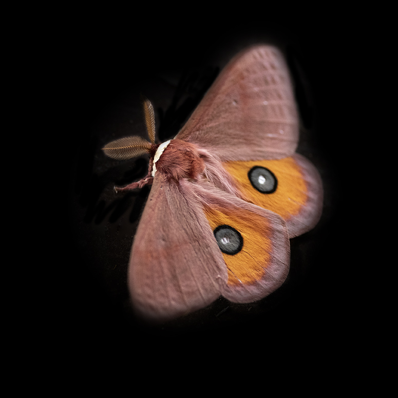 Pygmy emperor moth – Awesome wonder