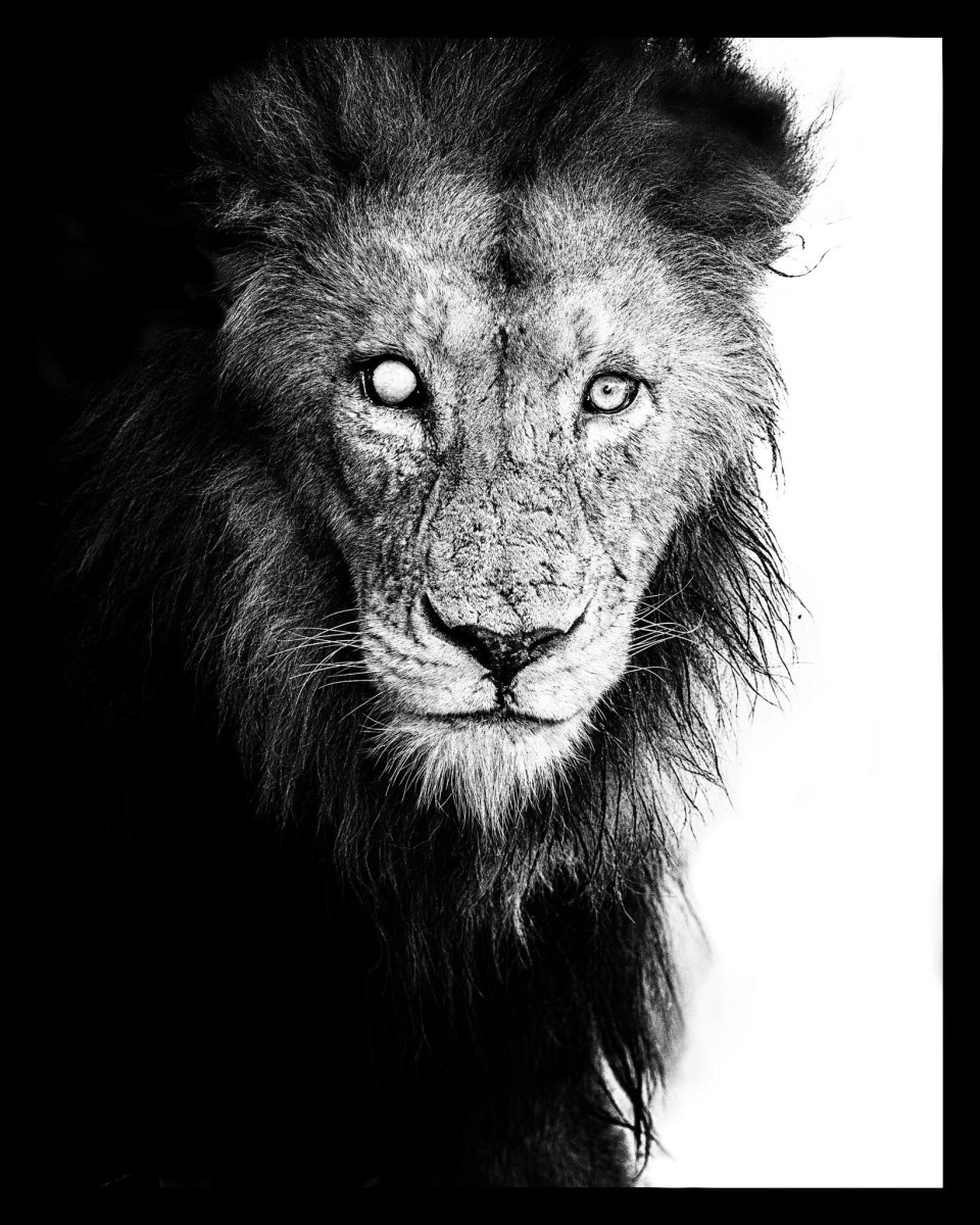 Mapoza male Lion – Awesome wonder